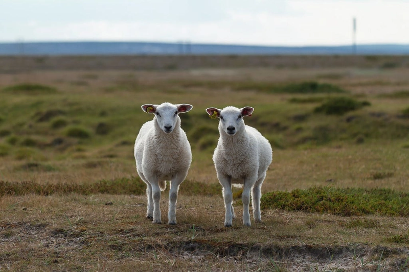 Javascript Copy Array Cloning An Array Of Objects In Javascript Dev Community